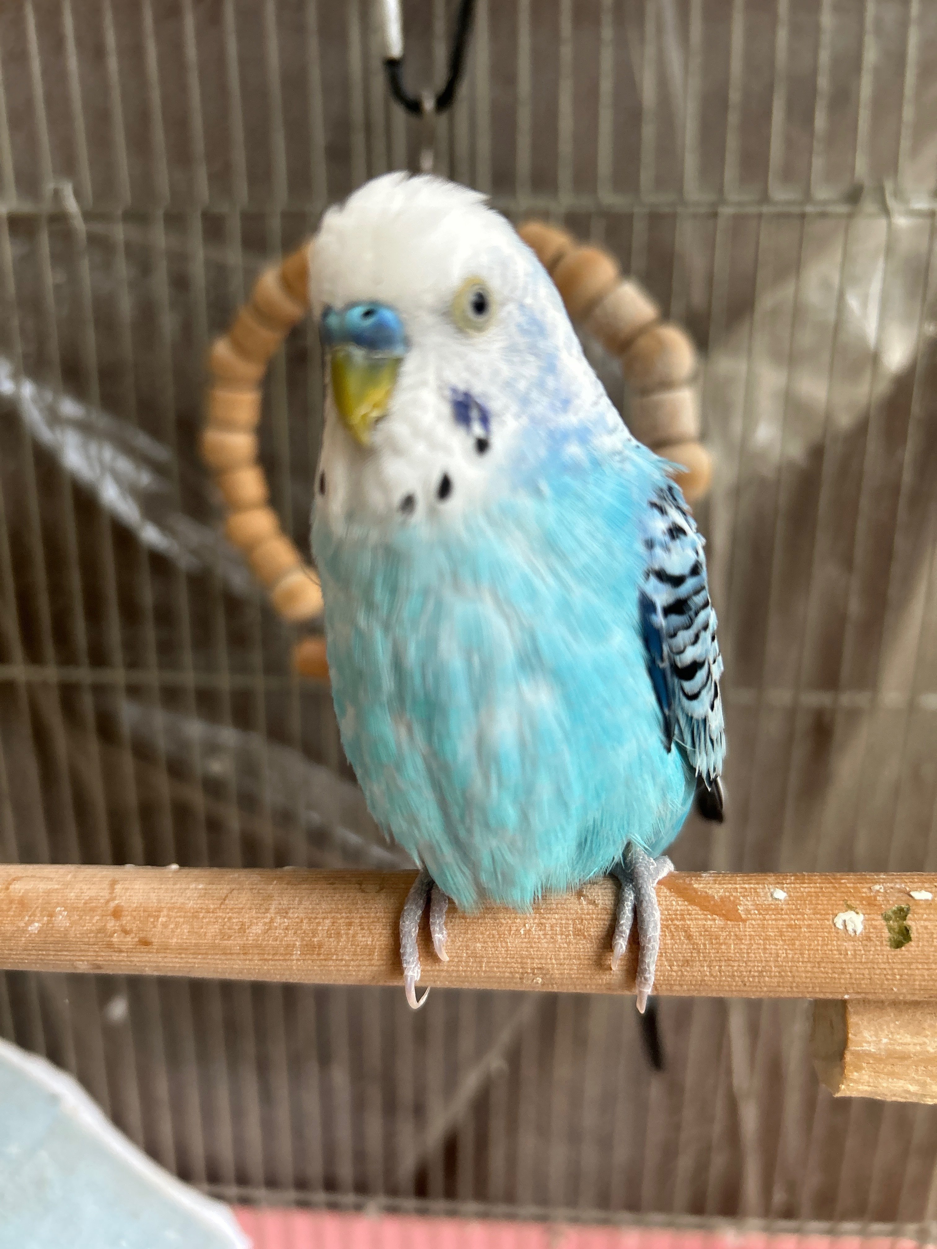 今朝のピーちゃん🥱🦜|安藤学 今朝のピーちゃん🥱🦜|安藤学