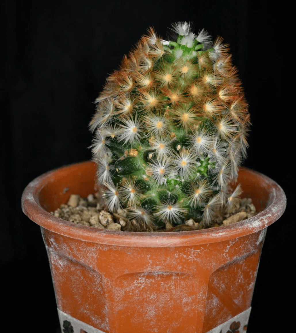 Free Download!! 3D Gaussian Splatting Data (PLY)｜steam studio / 3D SCAN ...