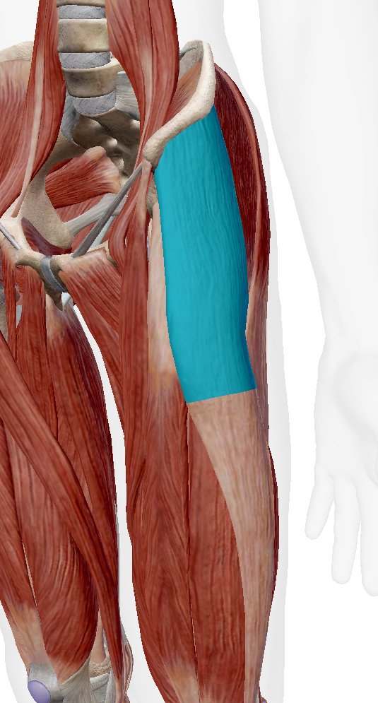 【簡単解説×解剖学】大腿筋膜張筋について〜小さいけれど大きな役割！働き過ぎな名脇役〜｜PT yoshi
