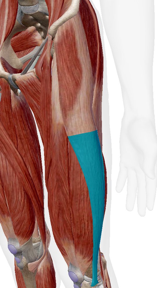 【簡単解説×解剖学】大腿筋膜張筋について〜小さいけれど大きな役割！働き過ぎな名脇役〜｜PT yoshi