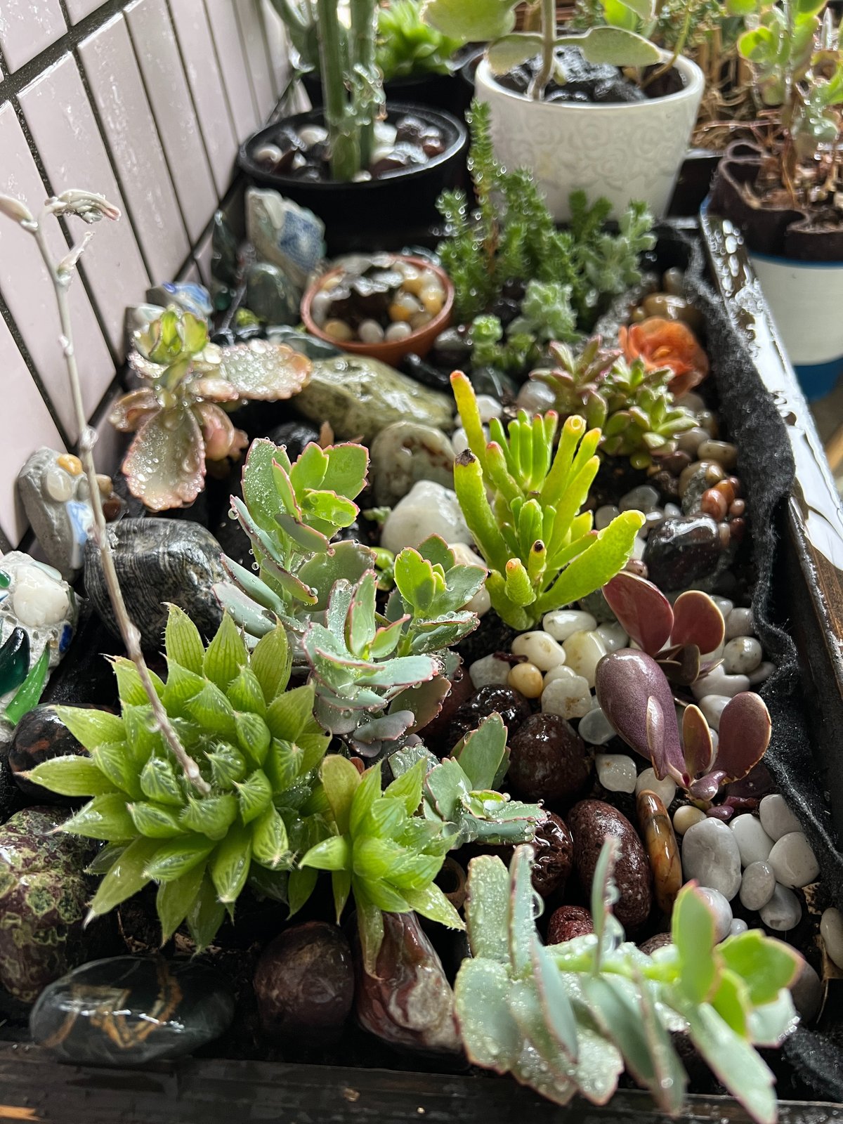 多肉の箱庭は石の庭｜Ms'HIRO