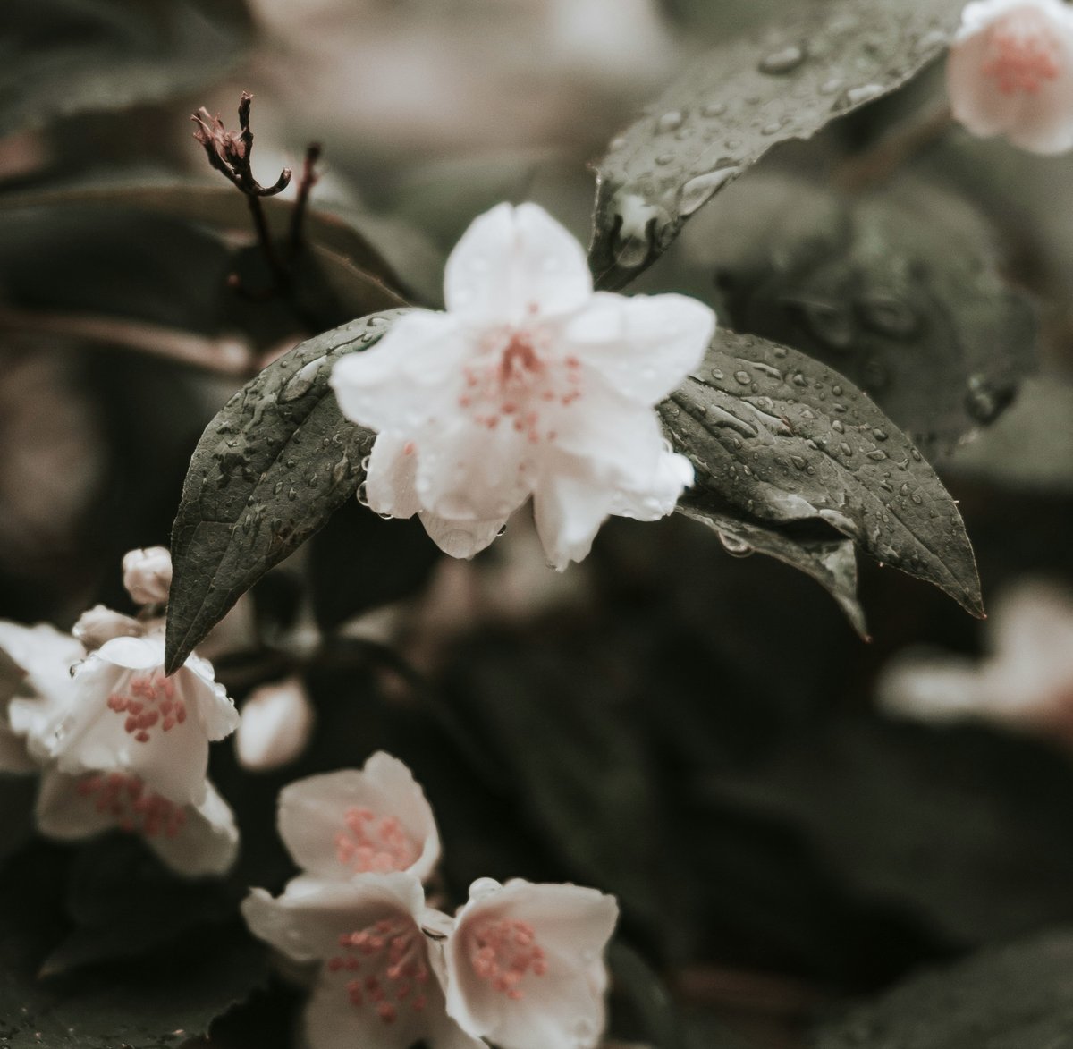 '25 二十四候: 春分（3月後半）あなたの月経周期をふりかえるためのnote｜ayaka 心とカラダの美しさを引きだす術