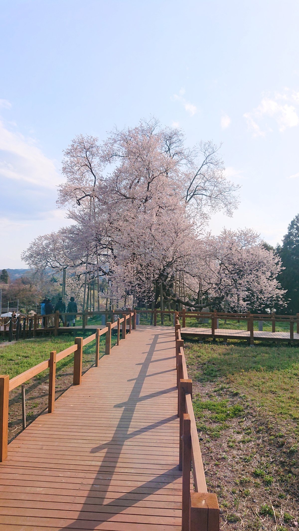 日々是好日 』｜Shion.