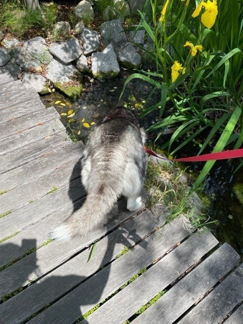 距離や時間ではなく、どう過ごすか。犬との散歩｜Saunter with dogs. 🦥🌿