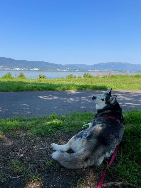 距離や時間ではなく、どう過ごすか。犬との散歩｜Saunter with dogs. 🦥🌿