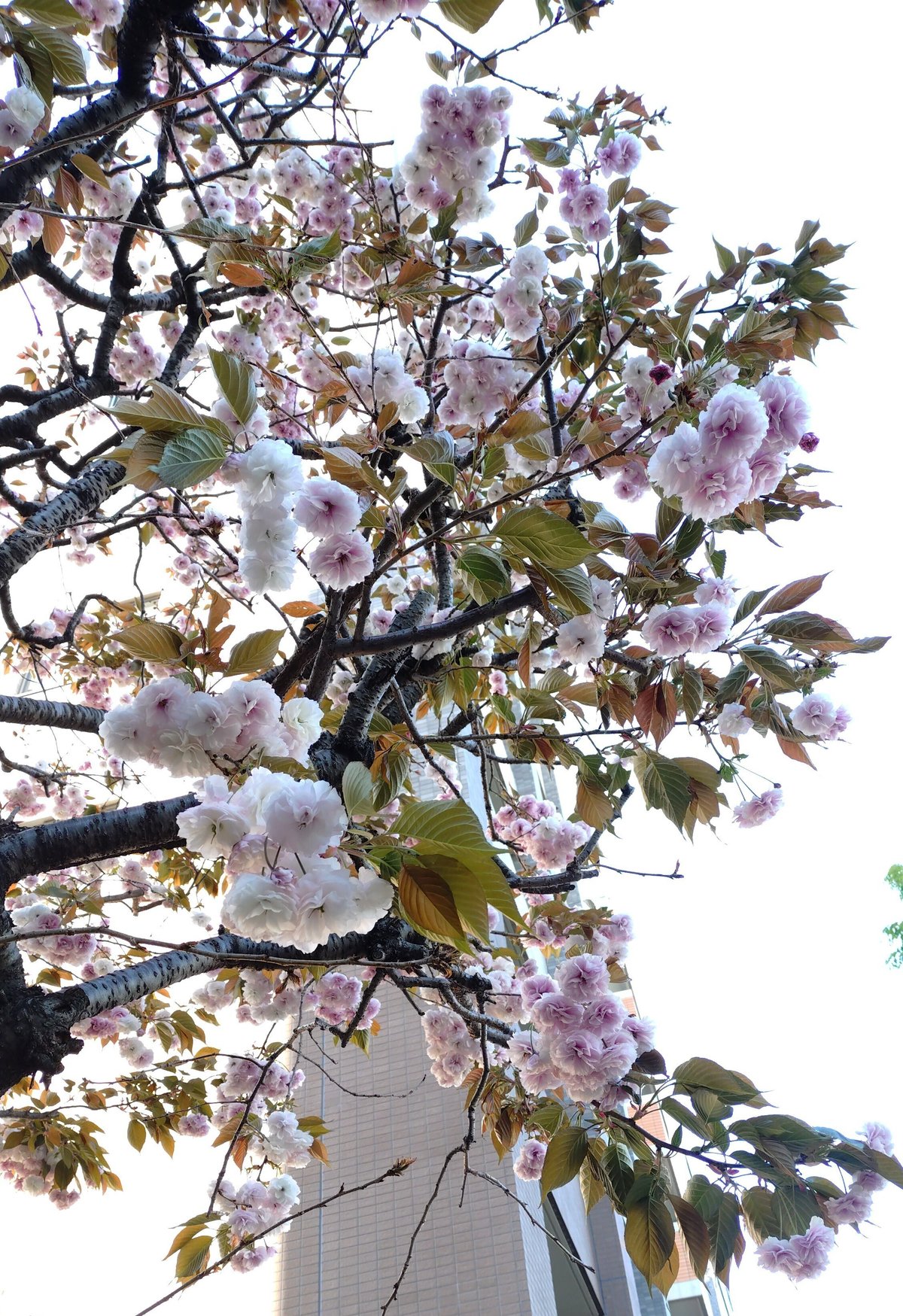 桜からつつじへ｜ayano