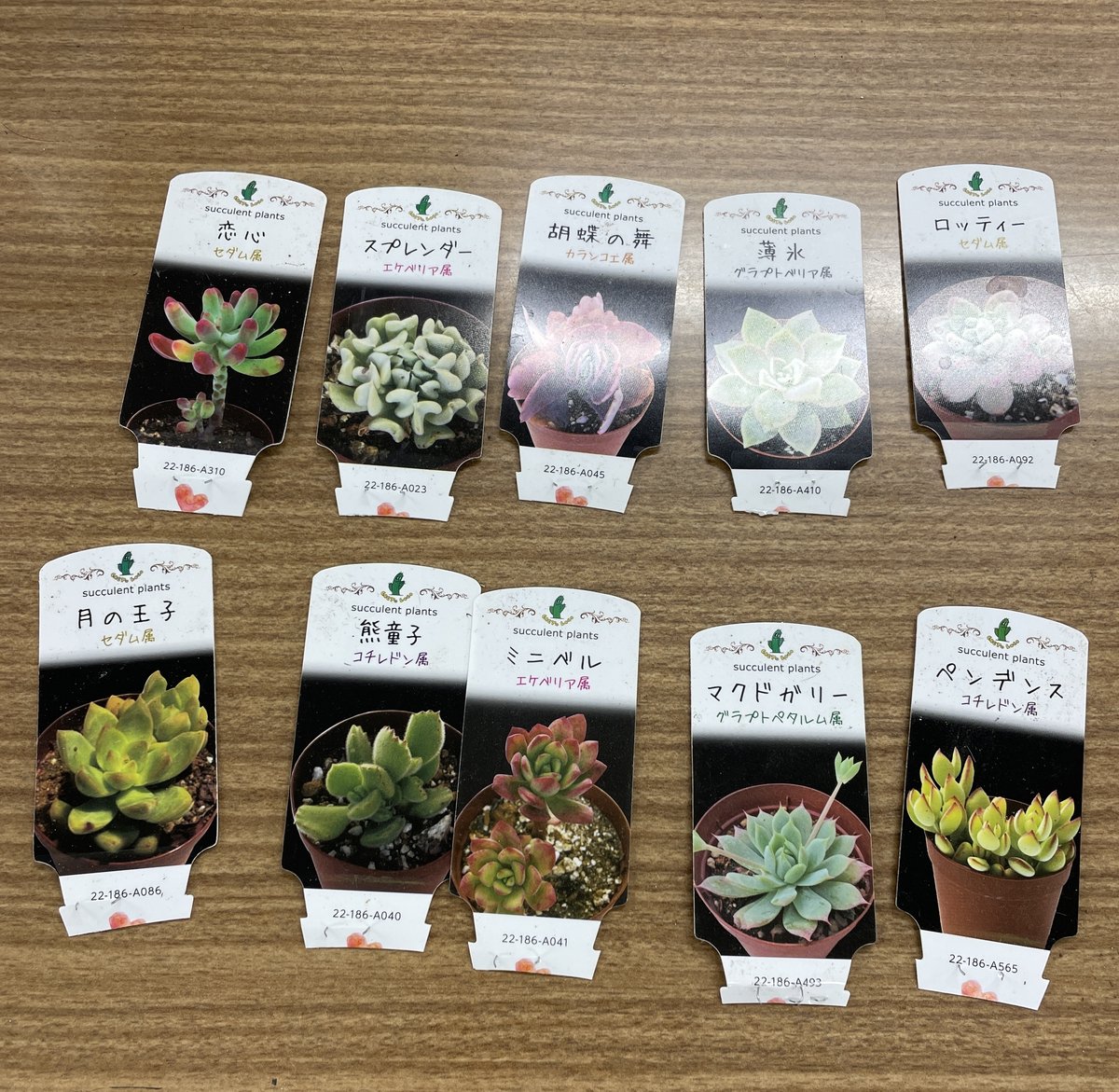 多肉植物いろいろ｜Masara