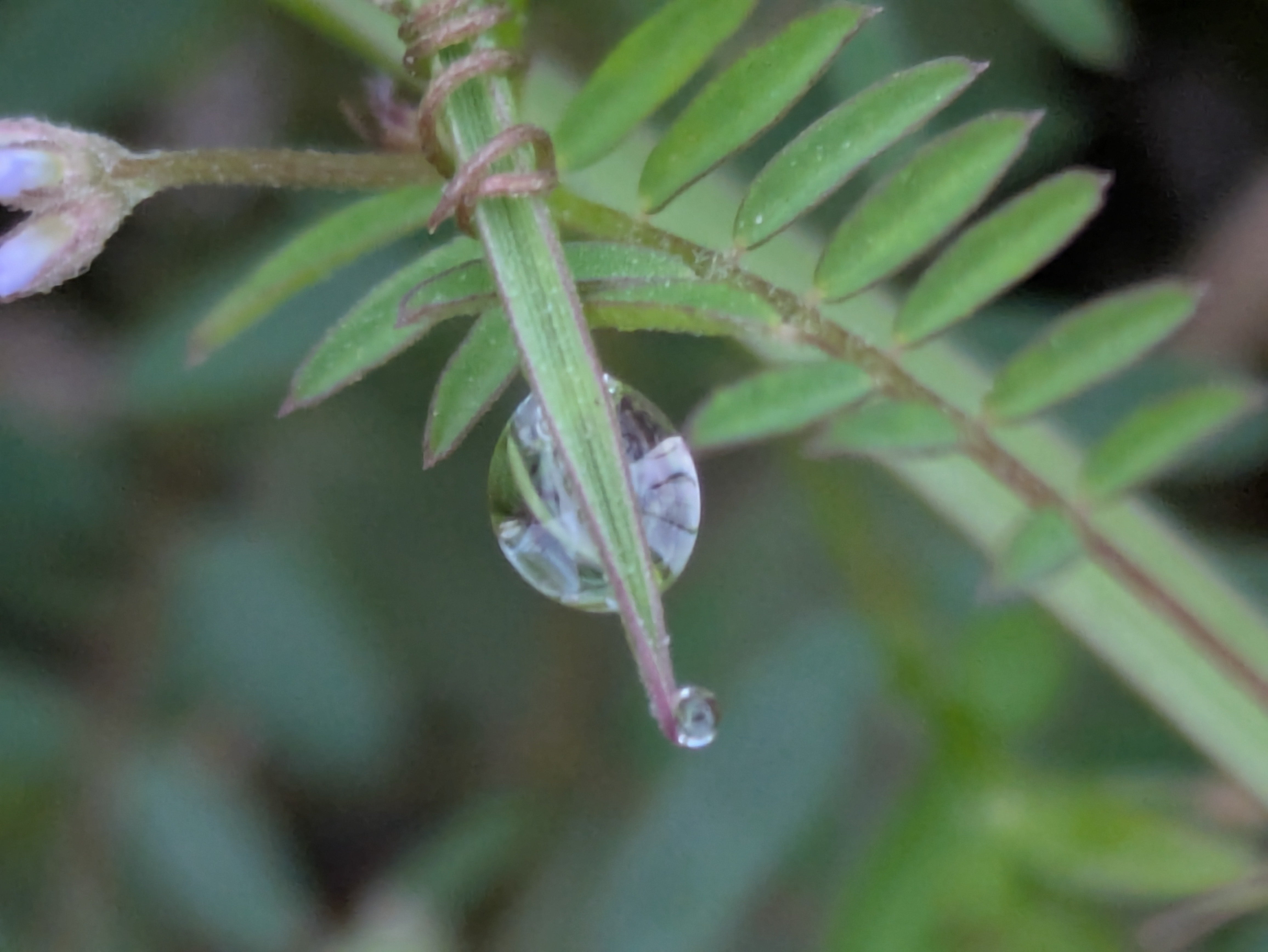 今朝の水滴⑤｜ichiro70