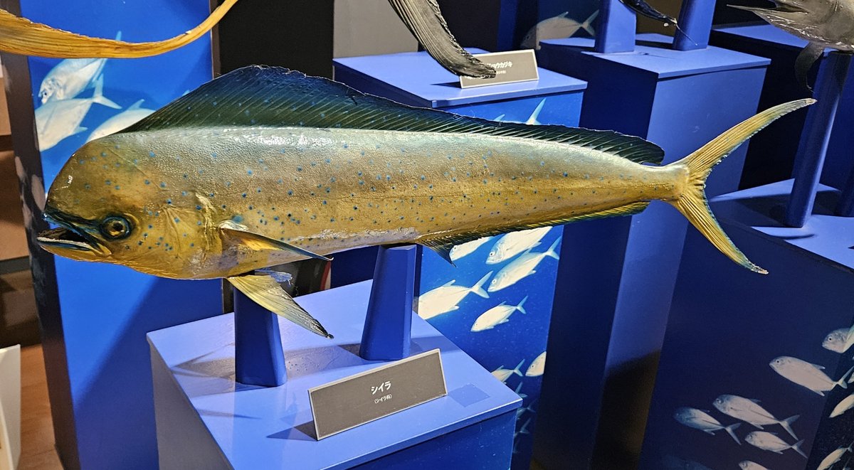 全国自然博物館の旅【60】鹿児島県立博物館｜美原さつき