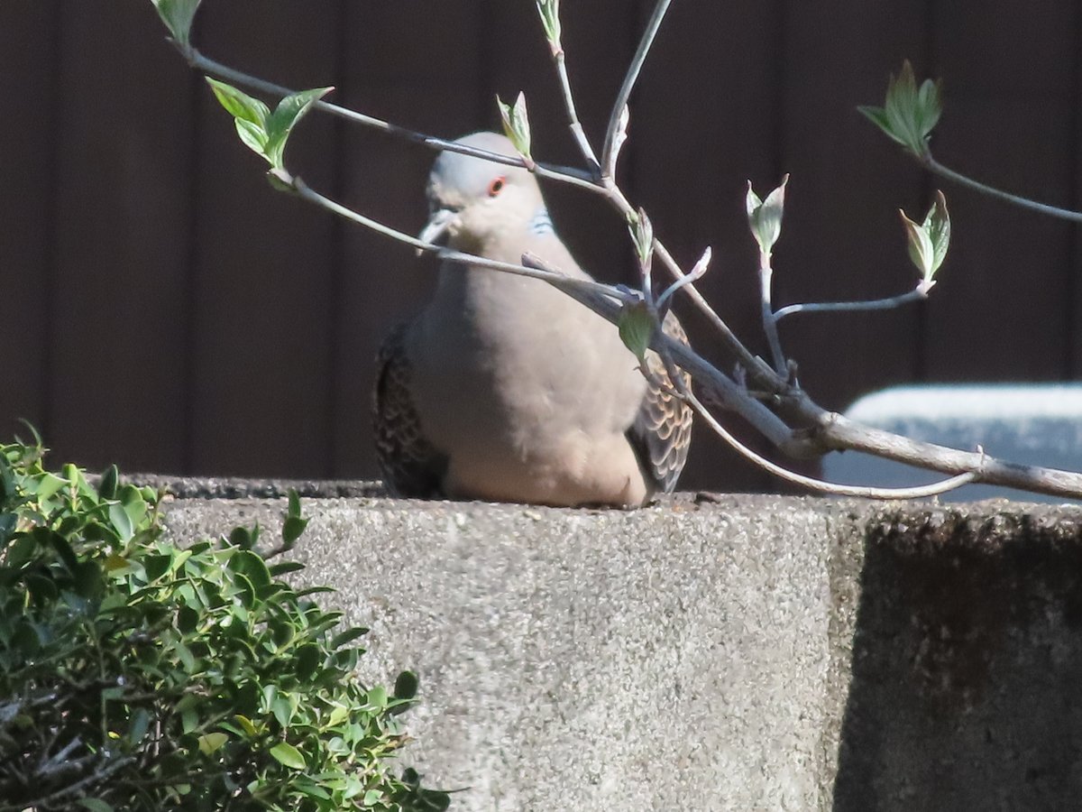 2025年4月6日から18日 野鳥観察 オナガ キジバト｜ExportControl