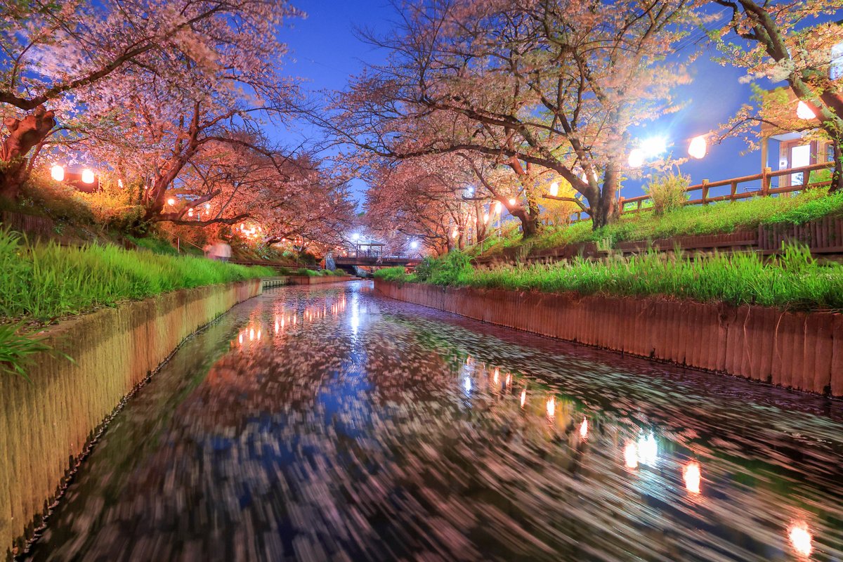 花筏の撮影に挑戦｜Toru Shiratori