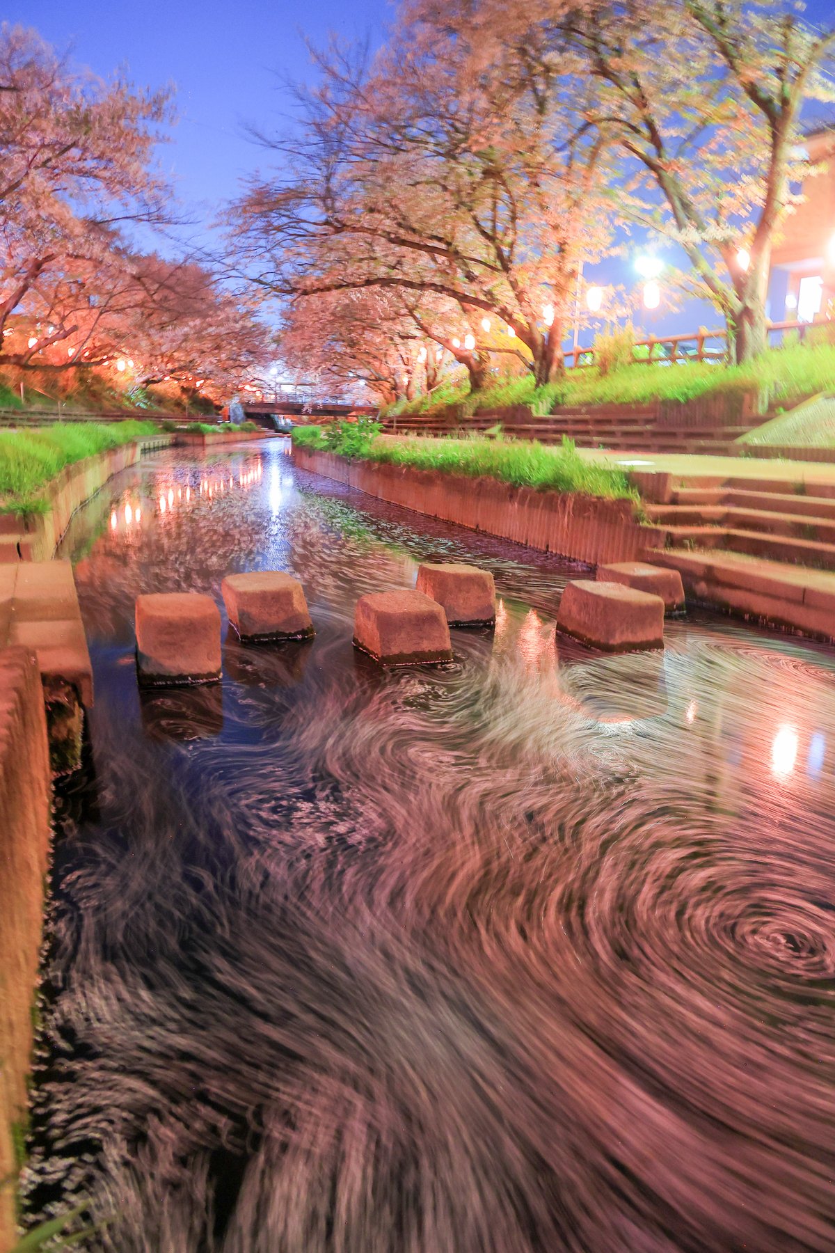 花筏の撮影に挑戦｜Toru Shiratori