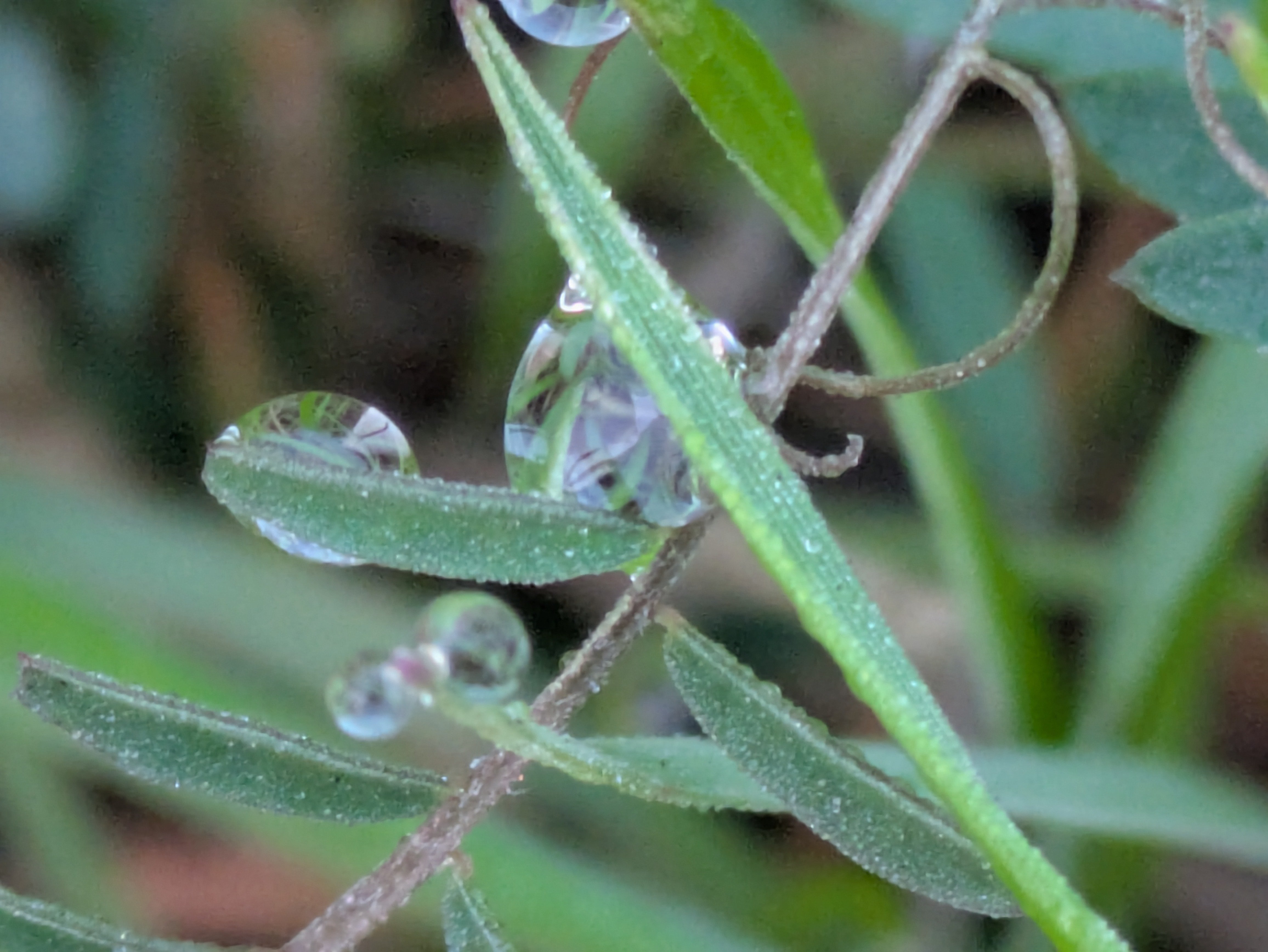 今朝の水滴③｜ichiro70