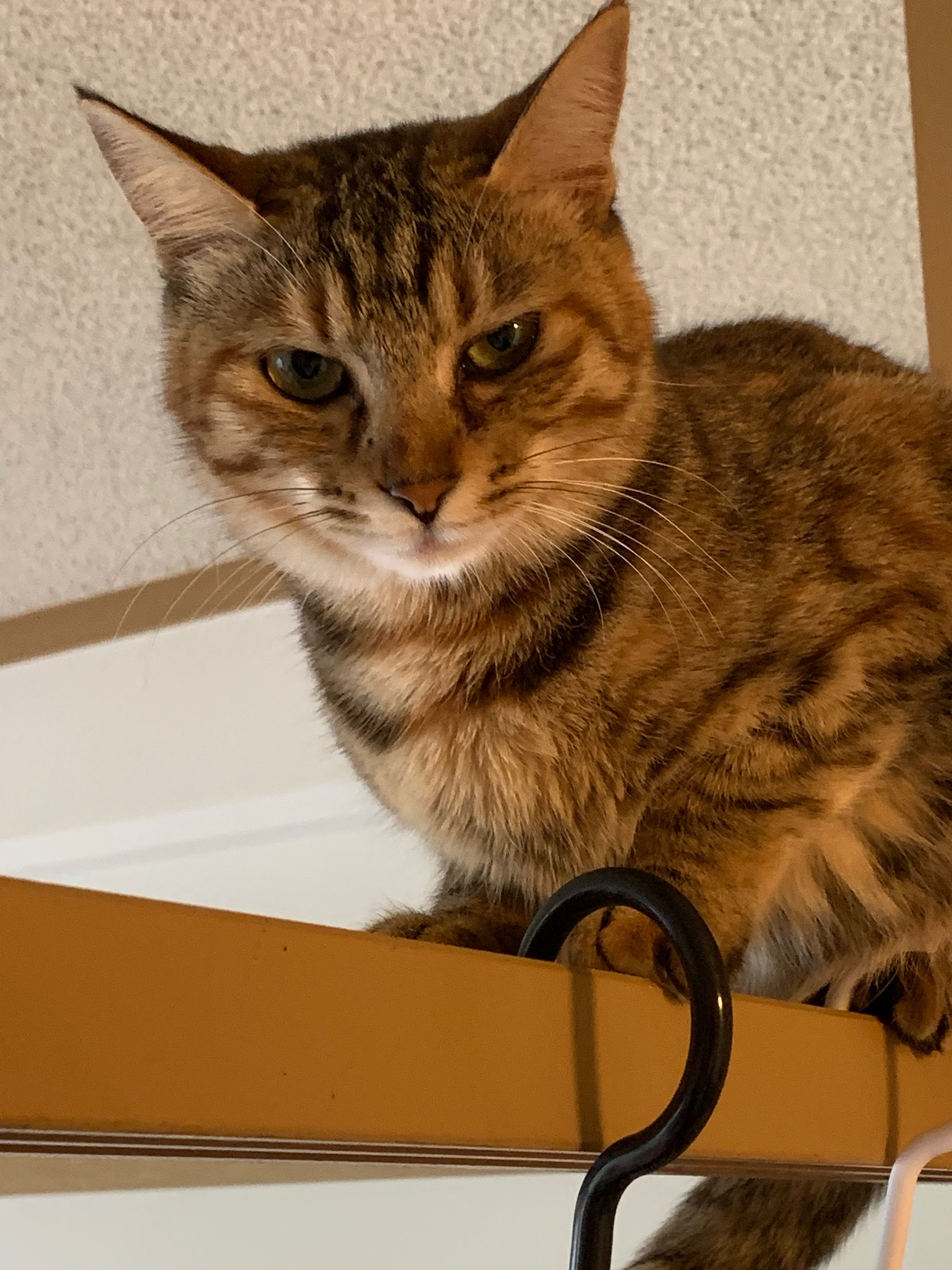 きゃろたん｜Cat Holic Record