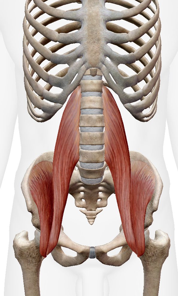 【運動療法×機能解剖】もも上げ運動（SLR）で主に働く筋肉は？〜腸腰筋が担う重要な役割とは〜｜PT yoshi