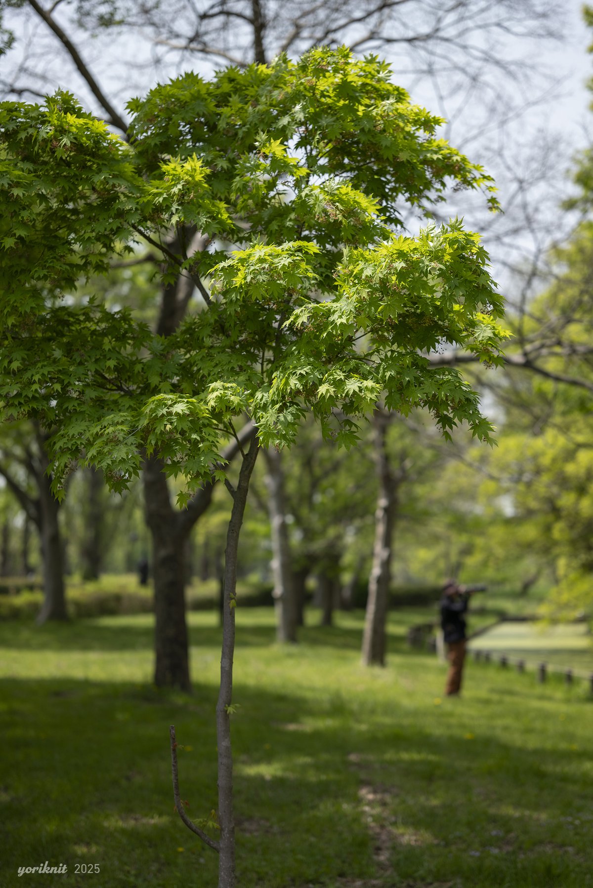 春の色。 ｜ Leica SL2｜yoriknit
