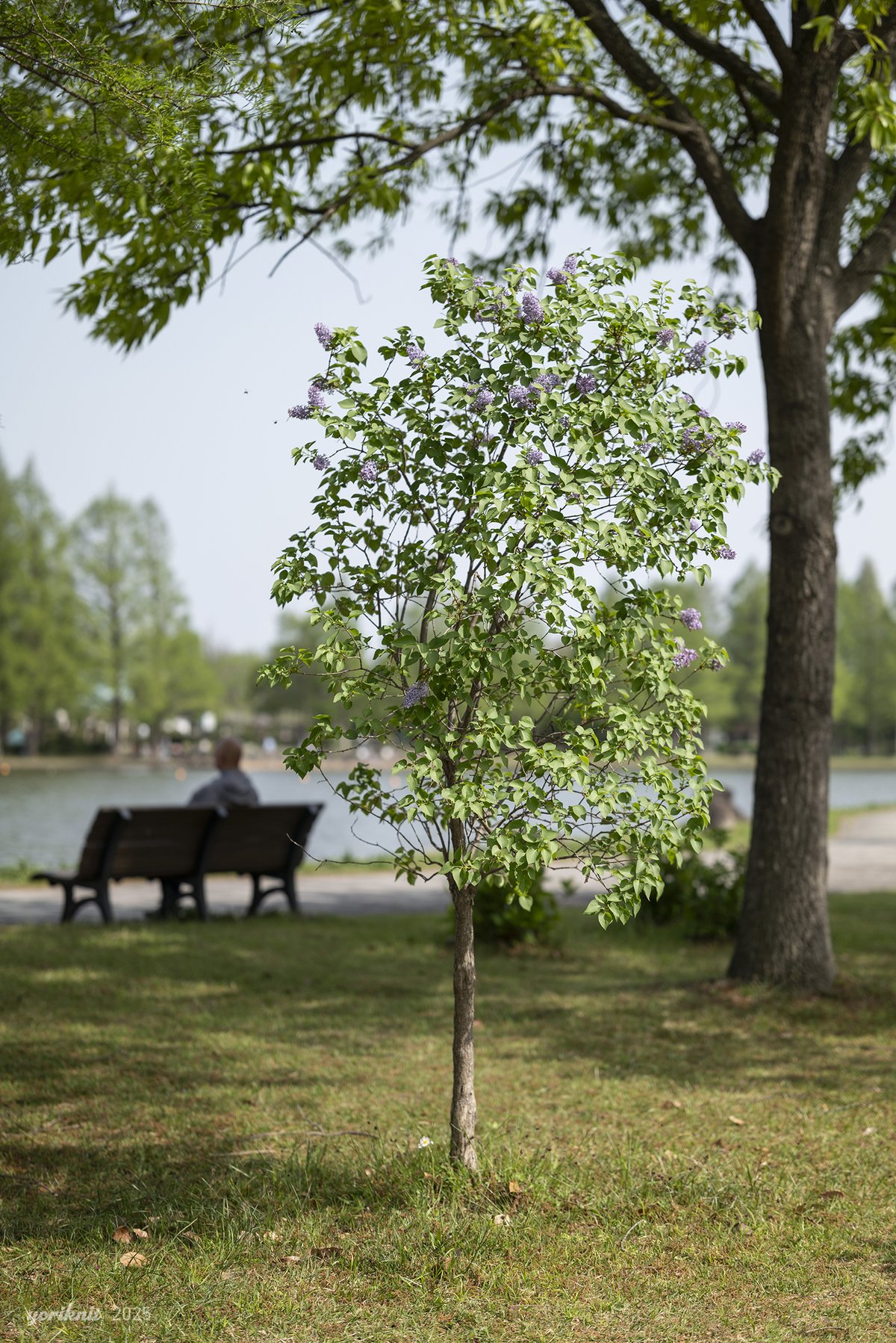 春の色。 ｜ Leica SL2｜yoriknit