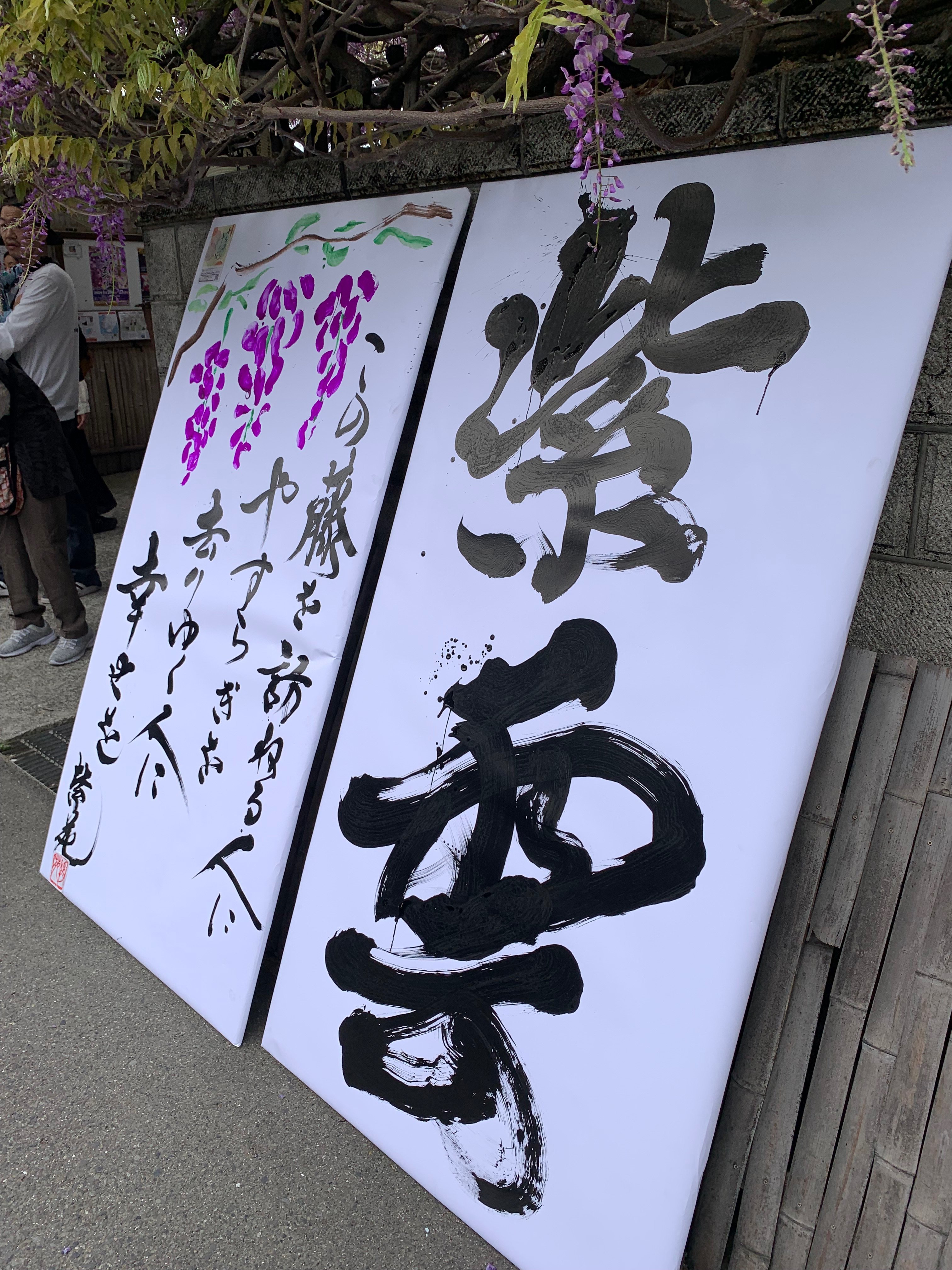 泉南市信逹宿 梶本家の野田藤を見に。｜mbook.26