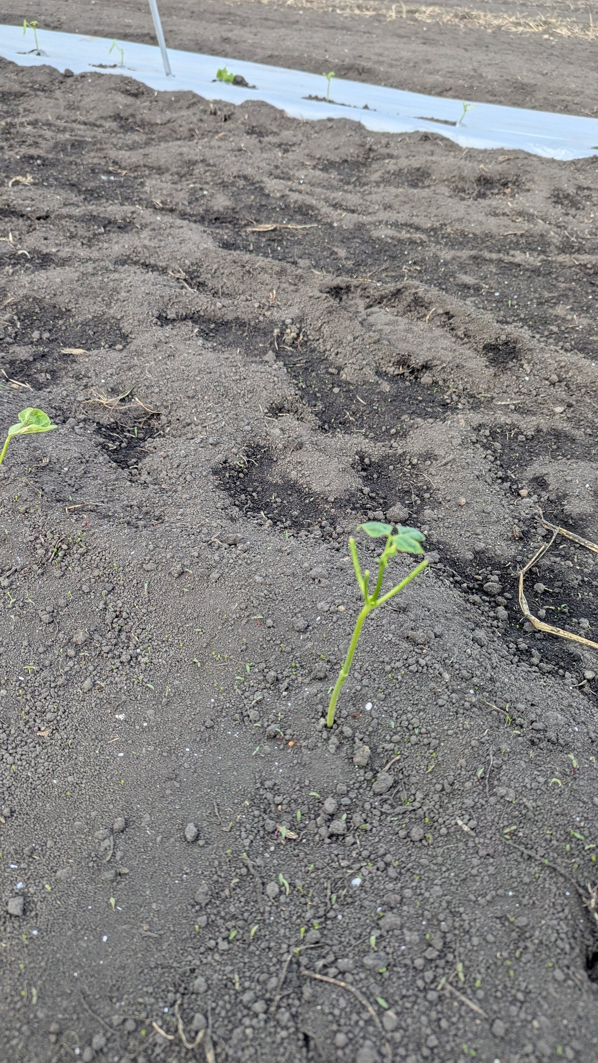 今年はなに植える？｜ふなさん
