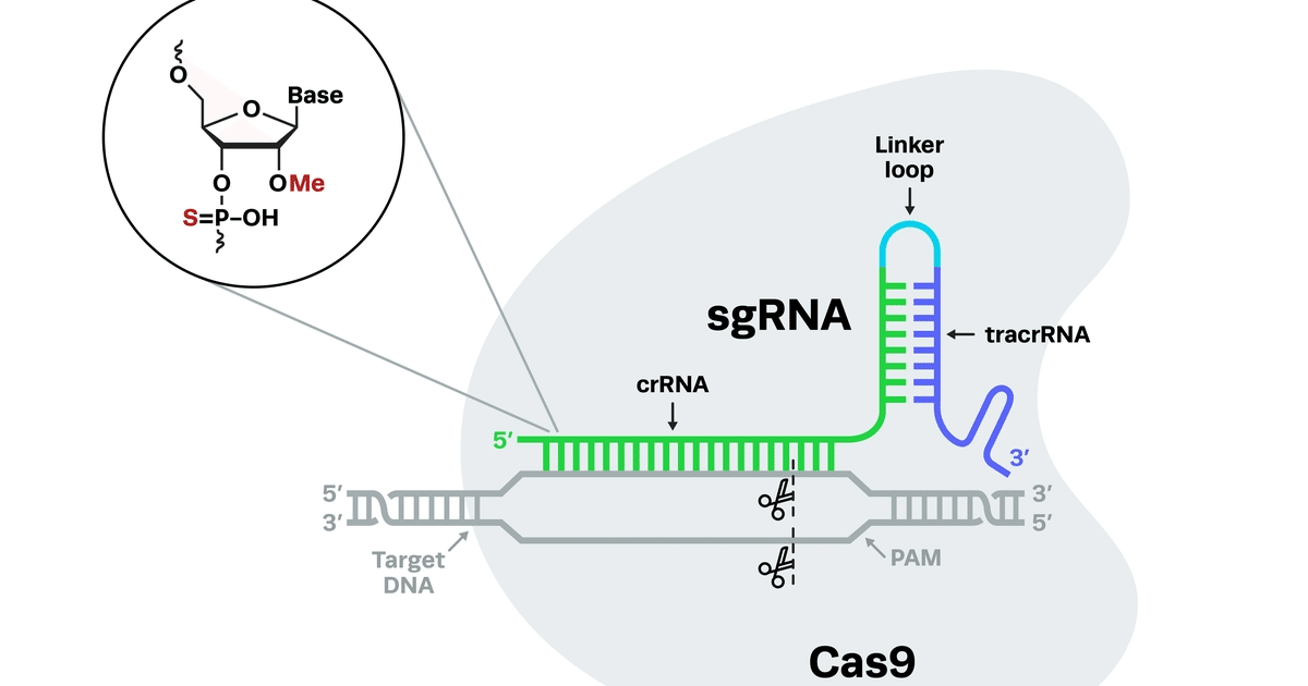 【ゲノム編集の歴史】 DNAを書き換える！驚きの技術はこうして生まれた｜岩倉一暉 | Kazuki Iwakura