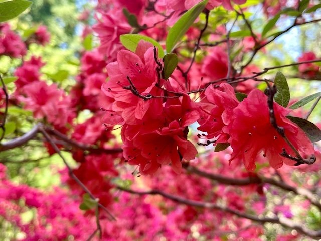 六義園 ツツジ散策｜atelier☆lucere