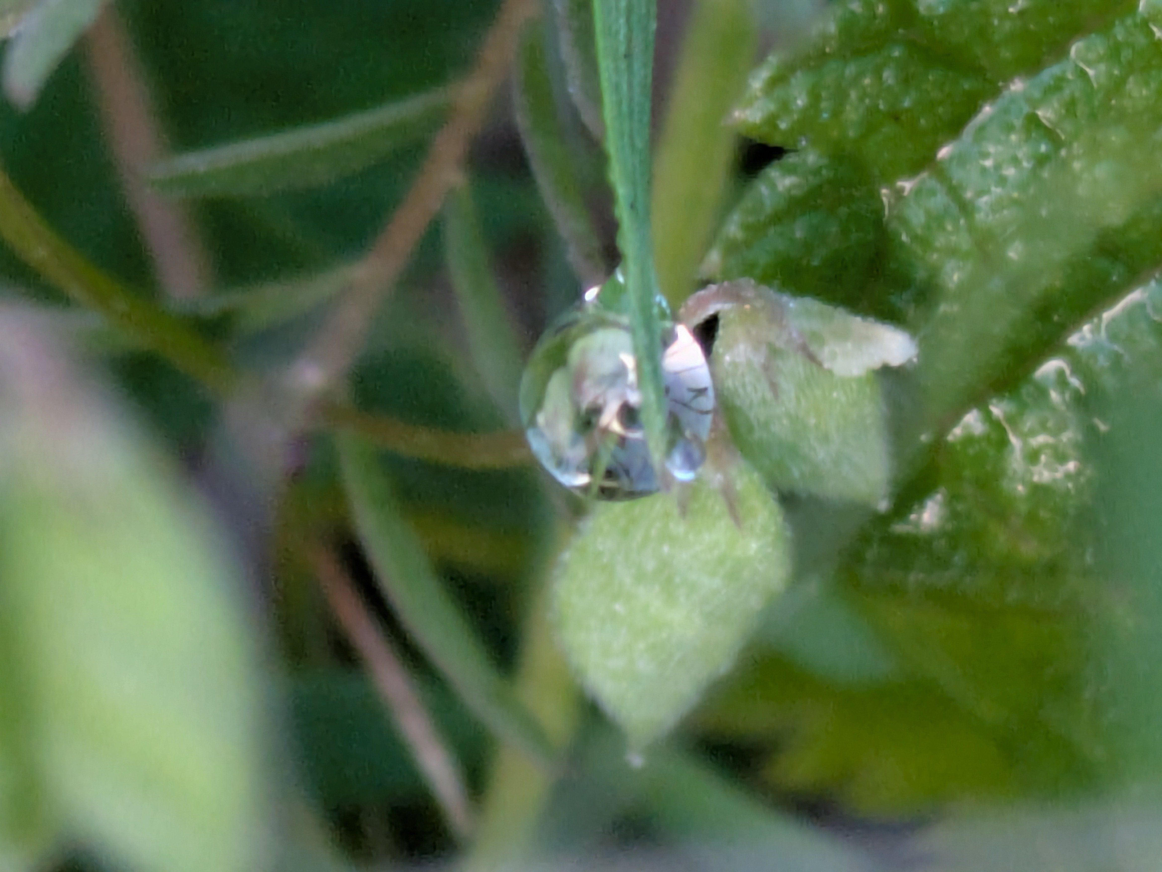 今朝の水滴③｜ichiro70