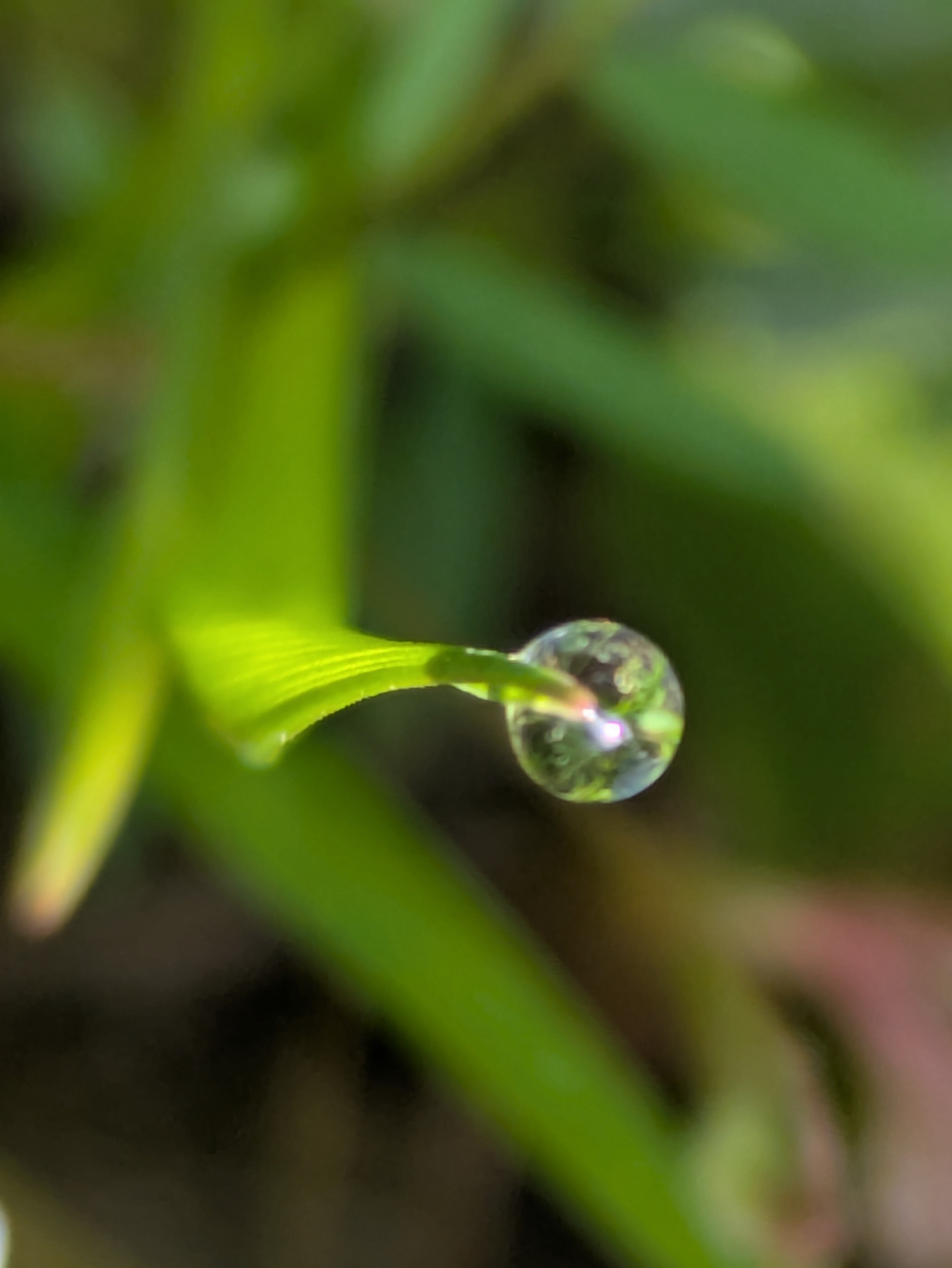 今朝の水滴⑨｜ichiro70