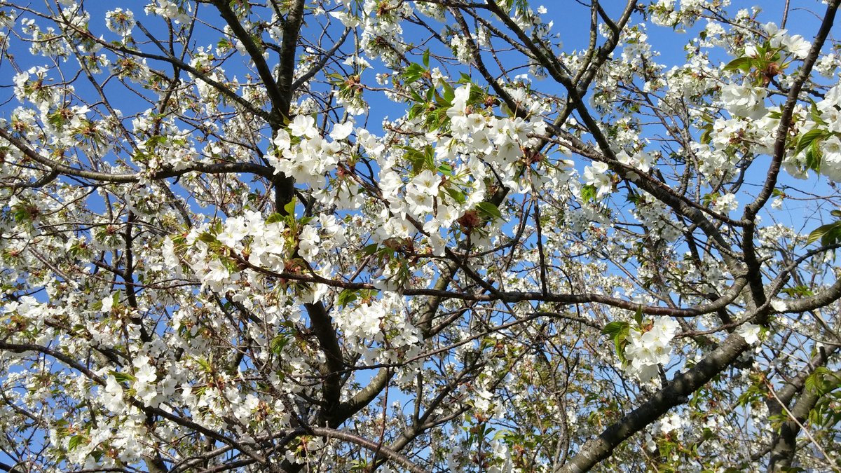 「涙して蚊を殺したか?」～親鸞とイエスに学ぶわが身を内省することの大切さ｜Koki_Kobayashi