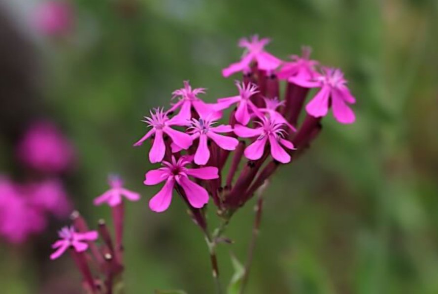 KIN29 赤い月/青い手 音3｜koropokurun