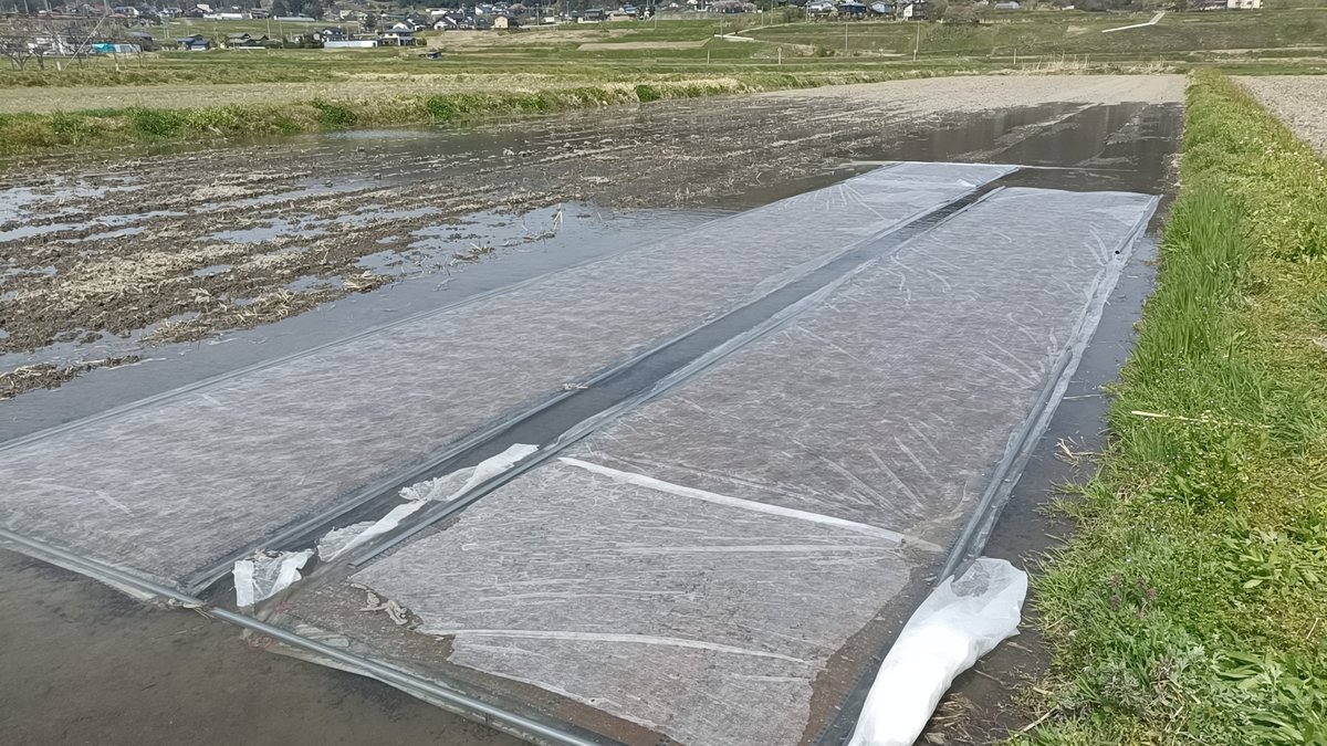 種まき vol 3｜shanthi-usui