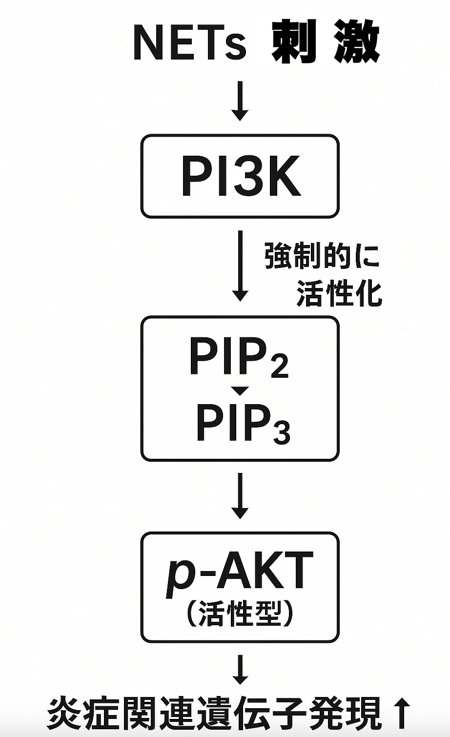 COPDなどの治療：エリスロマイシン（EM）：NETs誘導炎症軽減するメカニズム：PI3K/AKT経路がその主要な役割を担う｜Makisey