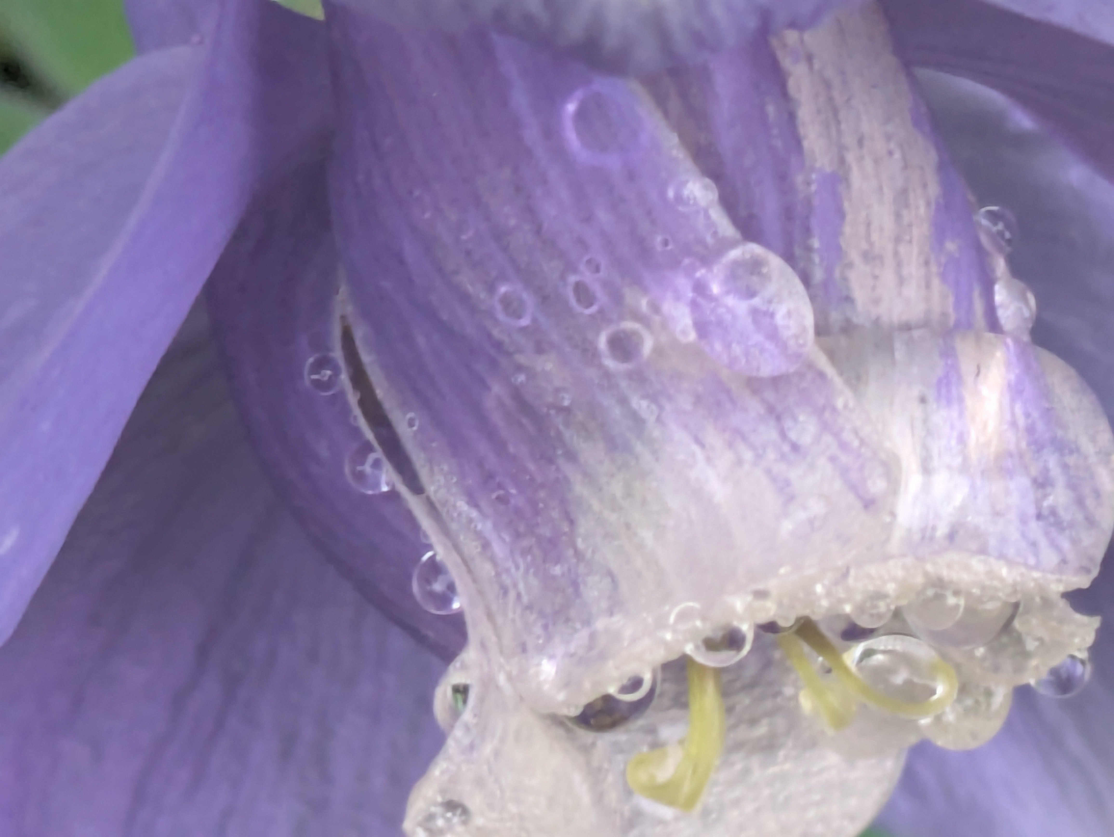 今朝の水滴｜ichiro70