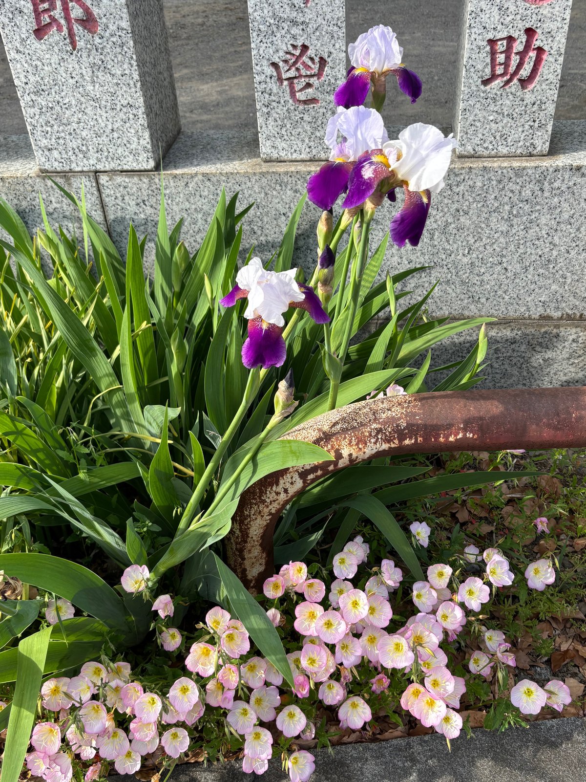 伊興は足立区のなかで早くに開けた地域です。伊興氷川神社と伊興遺跡に行きました。｜yumiパンダ