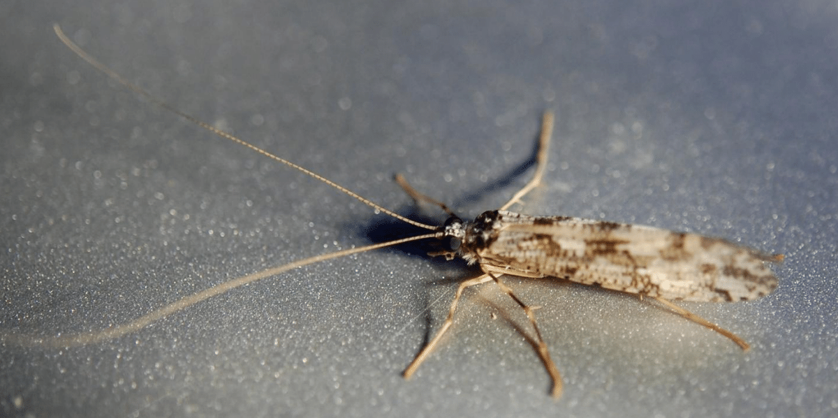 付録：北海道の昆虫類（オーバービュー）リスト（写真）｜山林