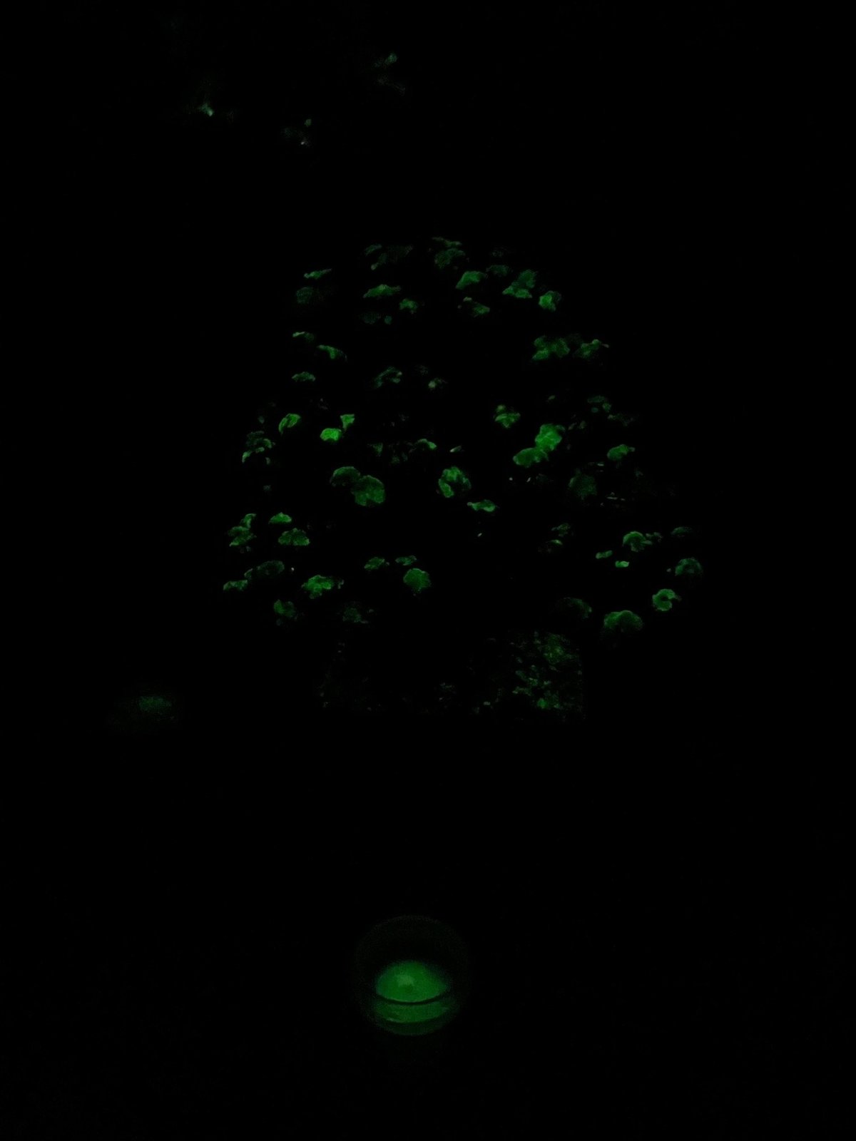 徒然なるリボーン週記（2）Resona Mirai Color ～夏～ ミライの医療｜No/BORdER（MOBIOリボーンチャレンジ）