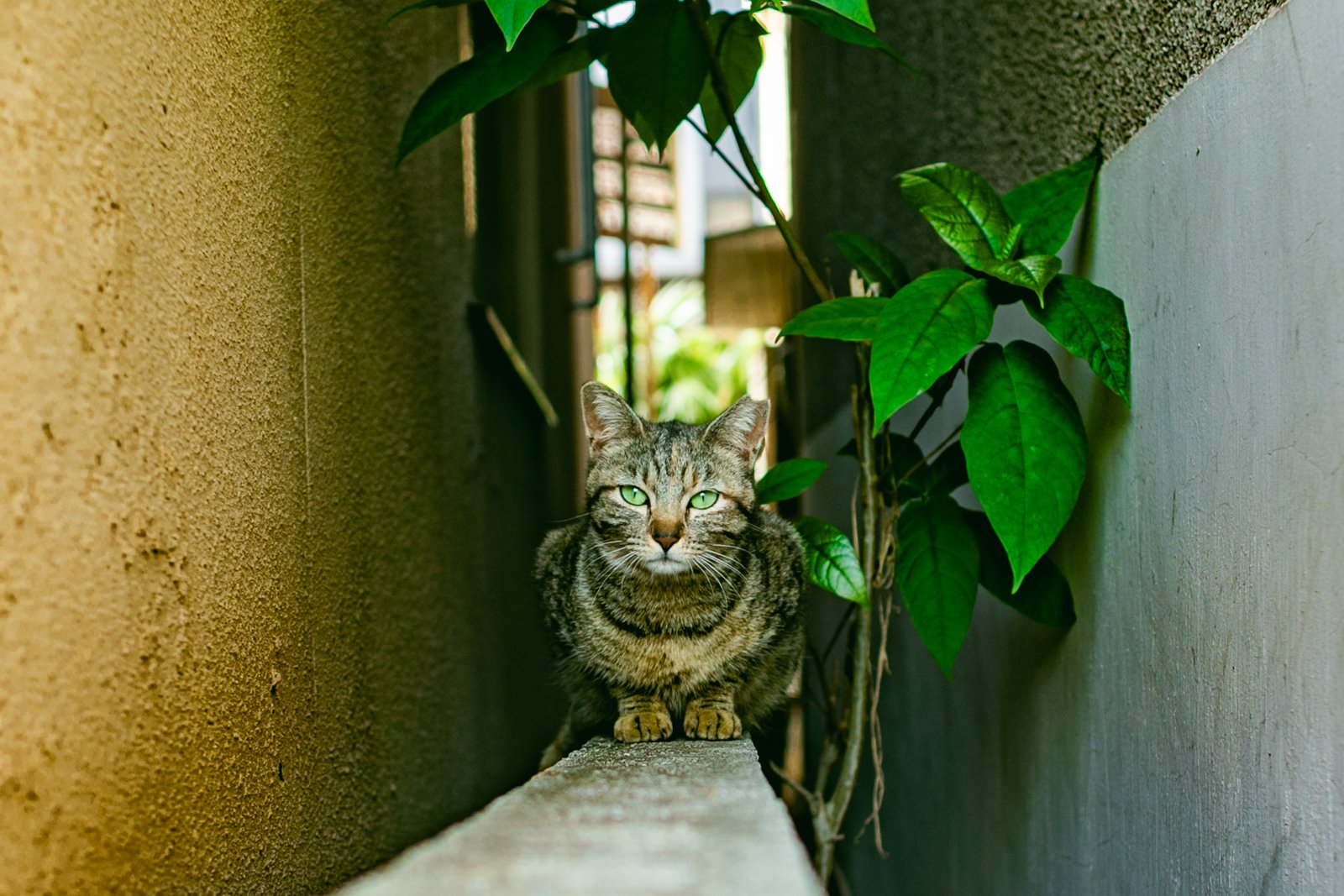 Stray Cat｜武内まさる