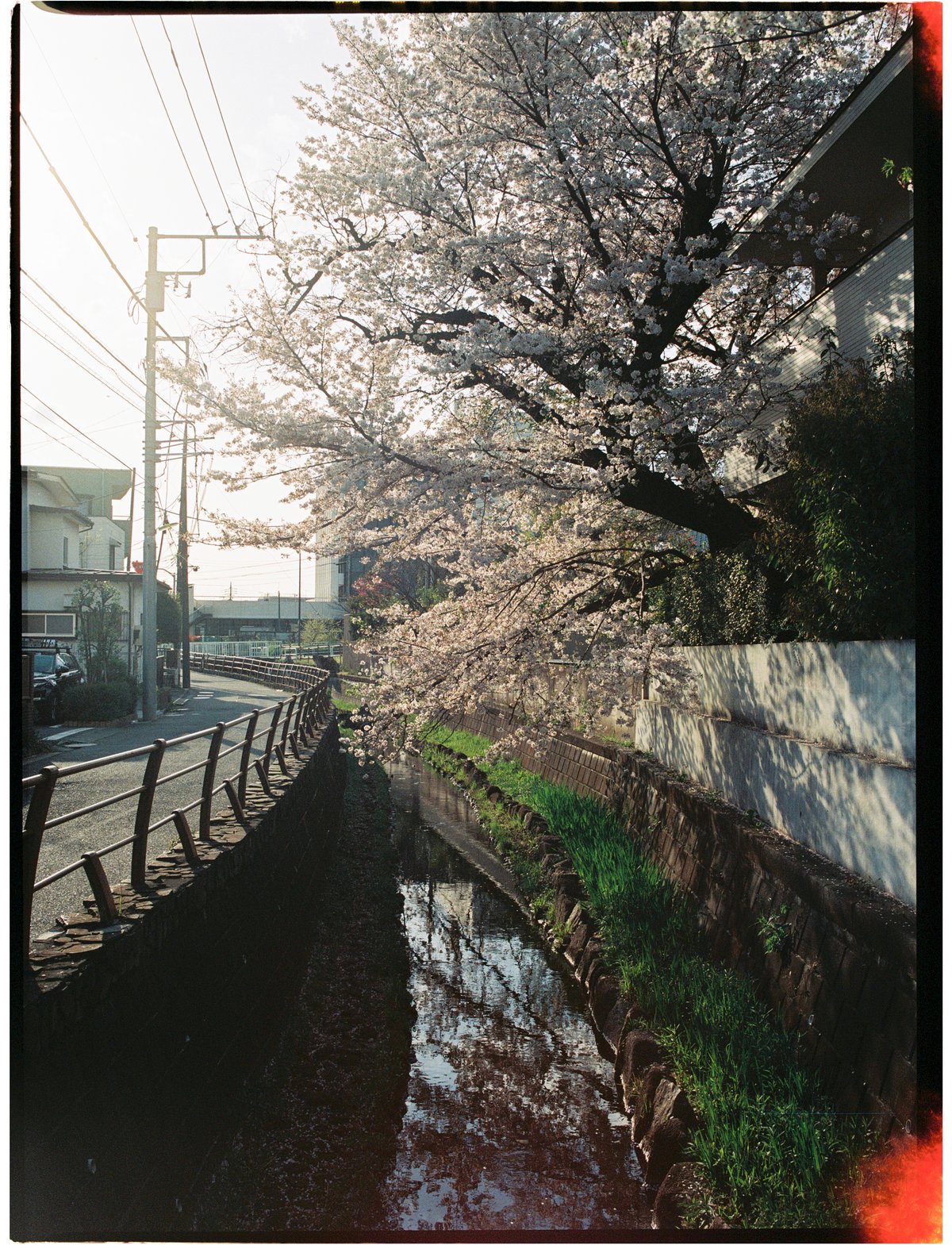 桜は、ただ私たちのそばにある｜Jun Ishibashi -旅と山と写真とカポエイラ-