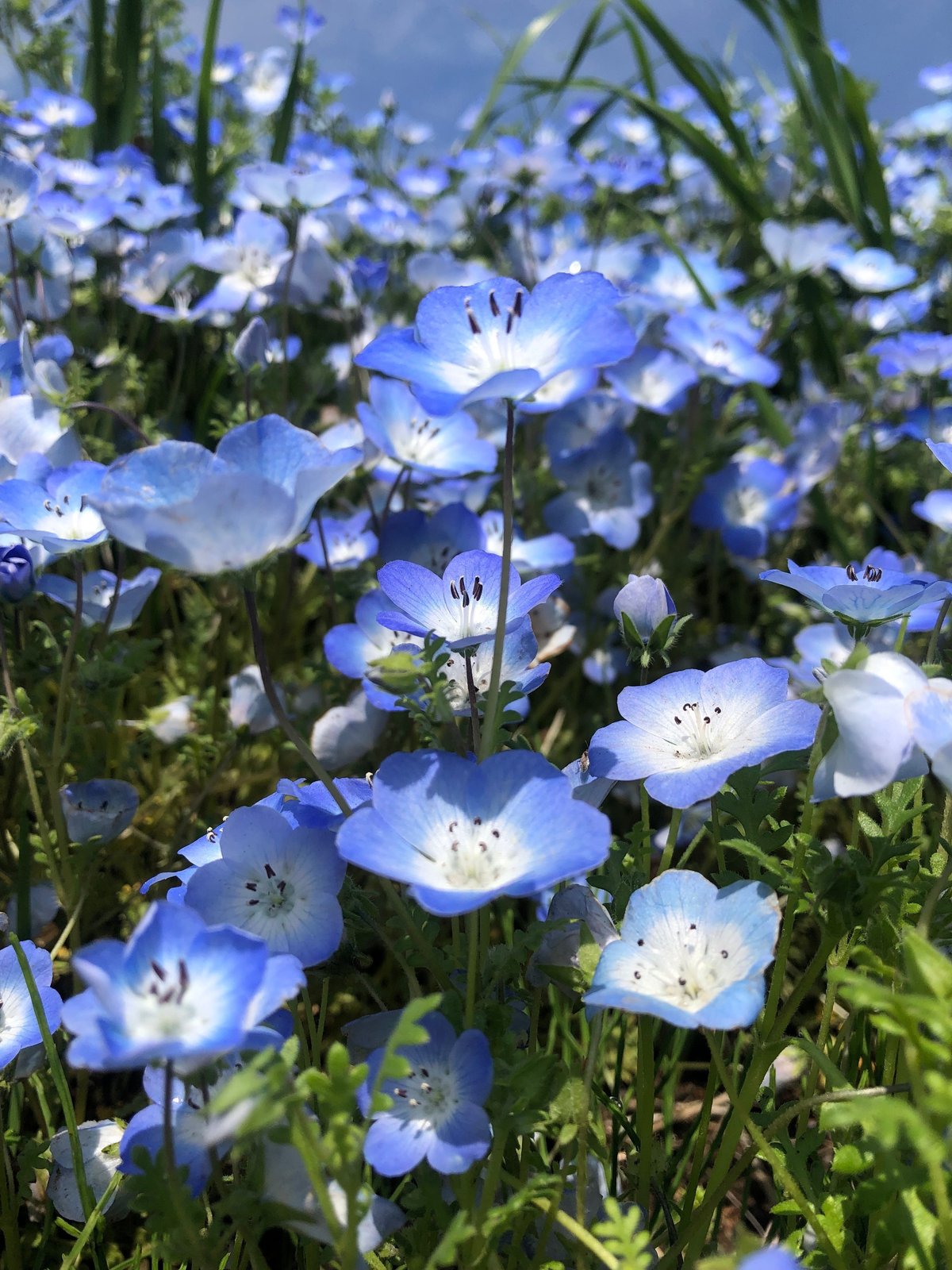 ひたち海浜公園、"ネモフィラ"が満開です！｜co-keko-co