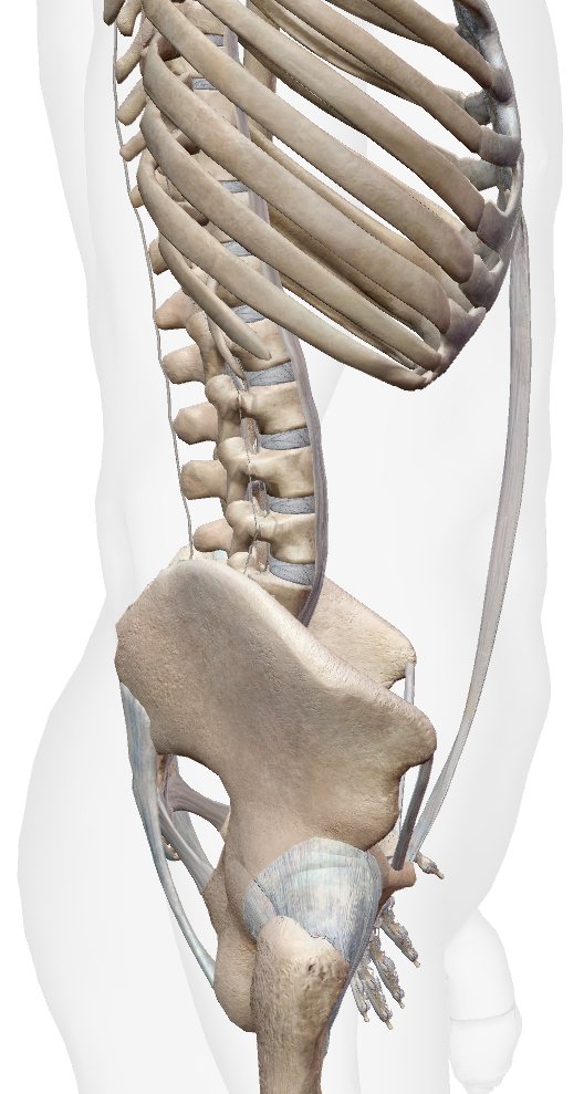 【骨盤姿勢×疼痛】“骨盤の傾き角度”が股関節と腰に与える影響とは？～股関節と腰の密接な関係性～｜PT yoshi