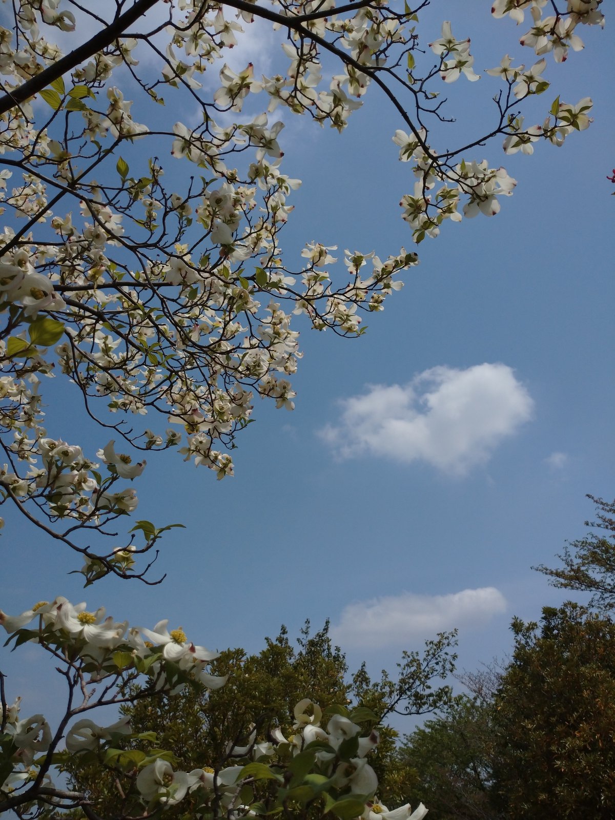 私はもう弱くない。｜AZU