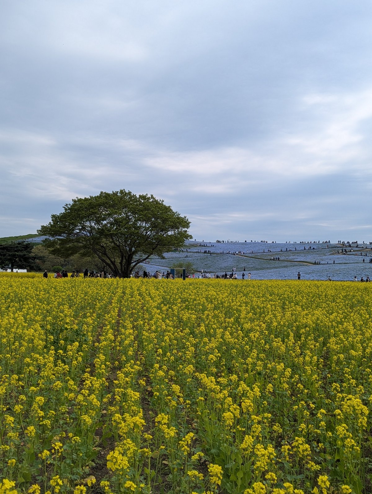 国営ひたち海浜公園｜NPSV