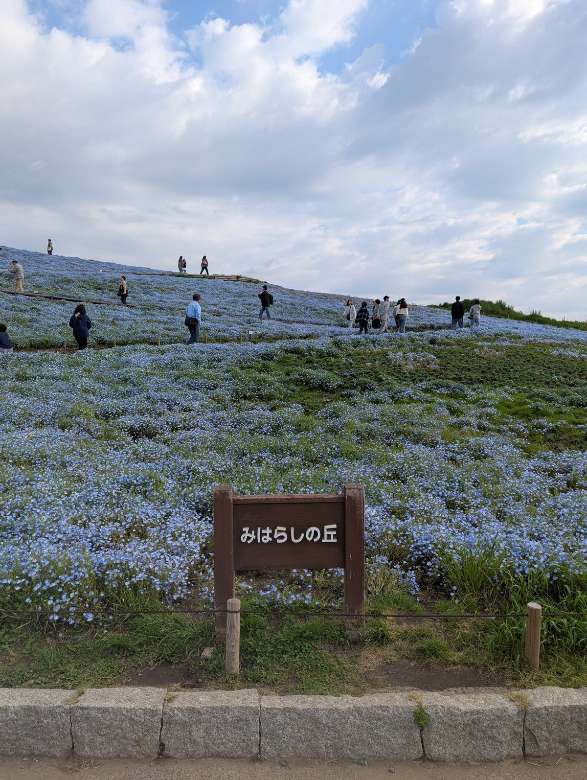 国営ひたち海浜公園｜NPSV