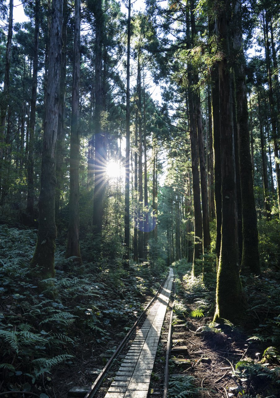 【商用可】旅して撮ったリアル風景素材｜AI生成・プロンプトにもOK｜Vol.1 屋久島、神秘の森｜Grace Okamoto