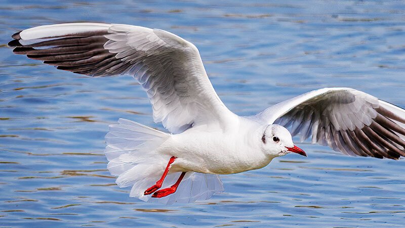 【対決】EOS R6markII 対 R8｜NAC_002