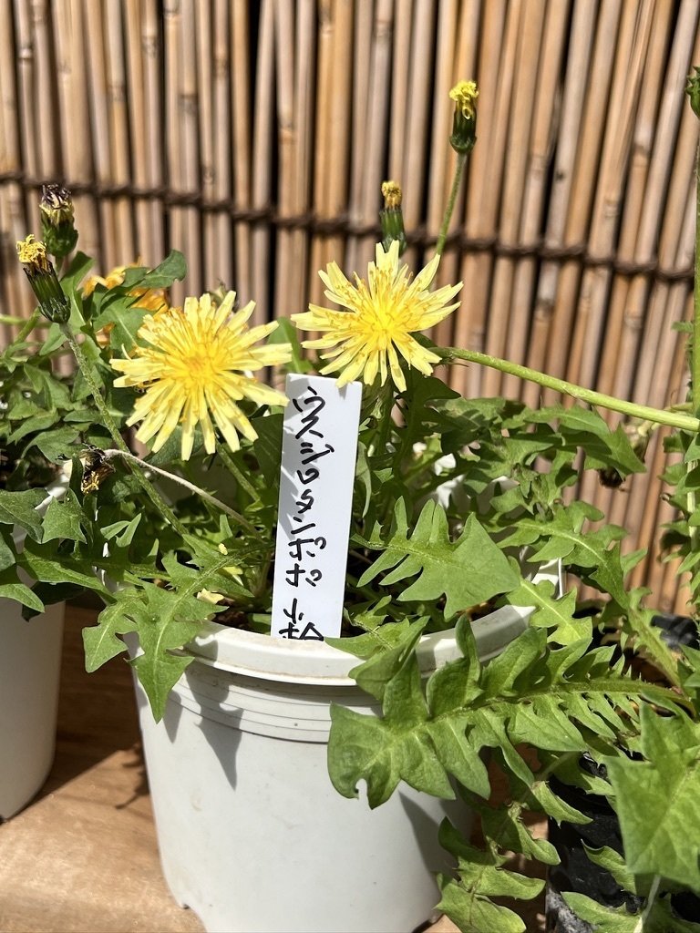 春の恒例たんぽぽコレクション。｜Ms'HIRO