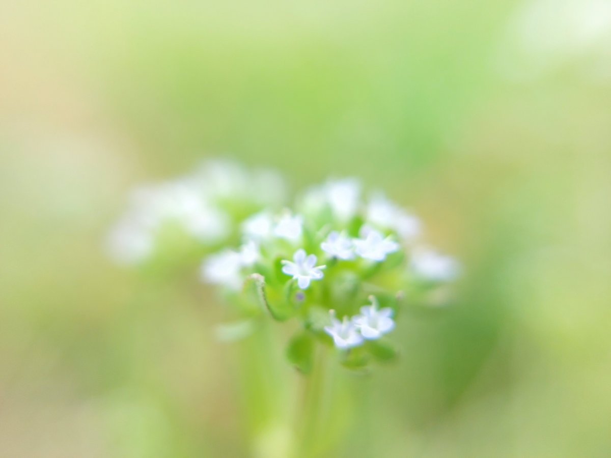 みかん花便り（2025年4月号）｜琴ノ葉みかん (Mikan Kotonoha)