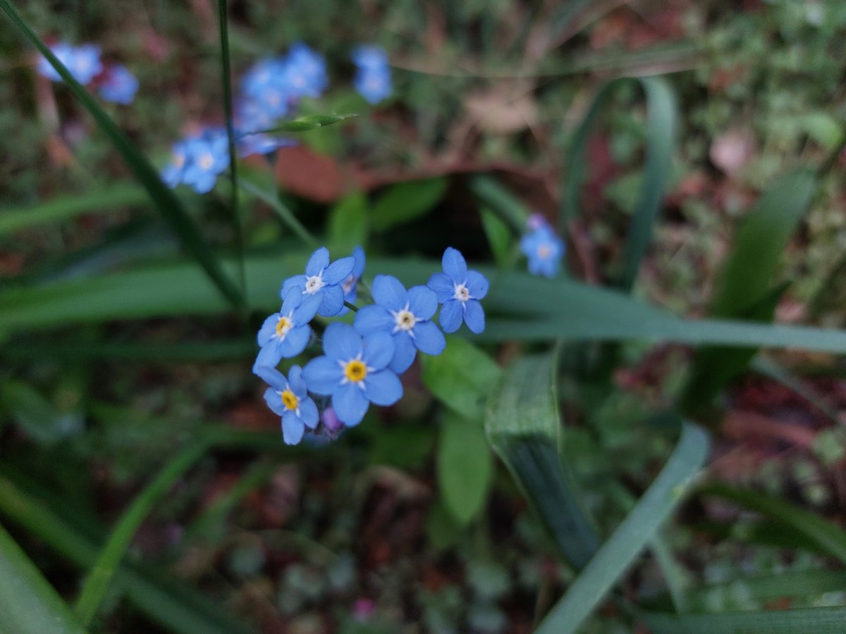 みかん花便り（2025年4月号）｜琴ノ葉みかん (Mikan Kotonoha)