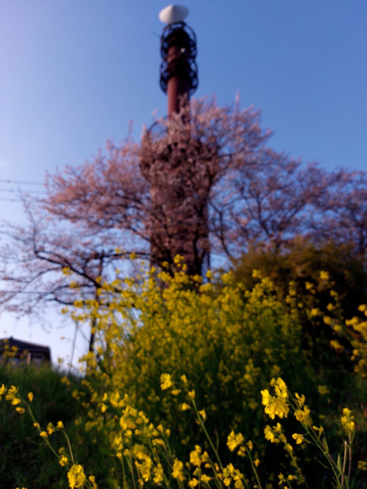 みかん花便り（2025年4月号）｜琴ノ葉みかん (Mikan Kotonoha)