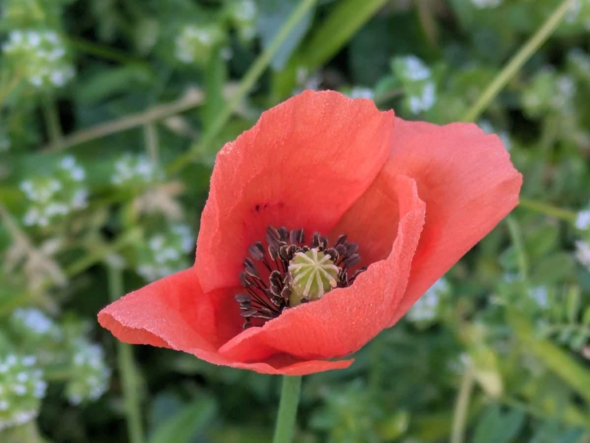 一枚の画像〜赤い花｜ichiro70