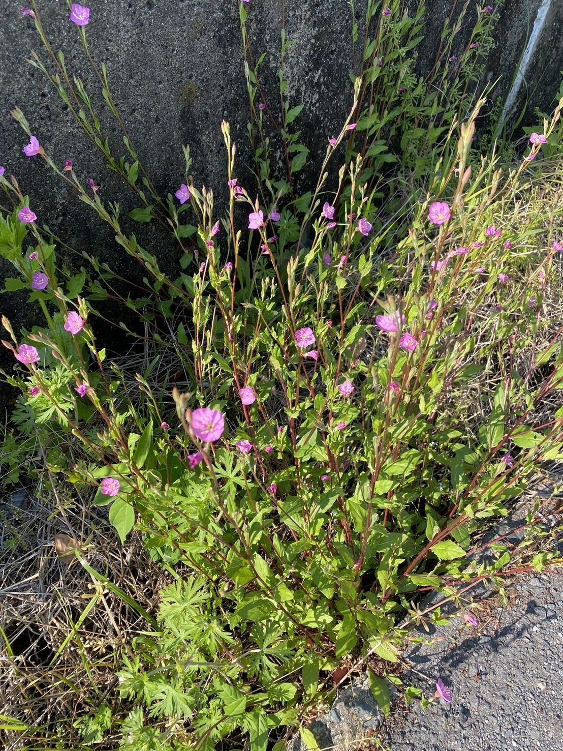 娘が撮ってくれた世界｜ミヤコワスレ